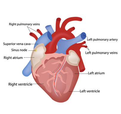 Heart failure • Heart Research Institute