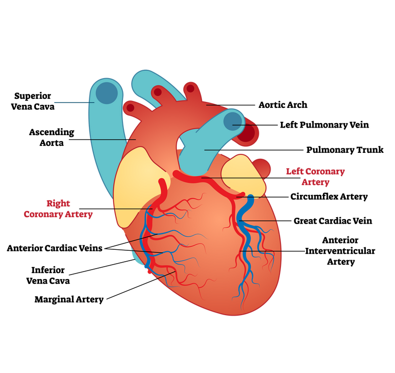 Coronary Heart Disease Heart Research Institute Coronary Heart Disease Heart Research Institute